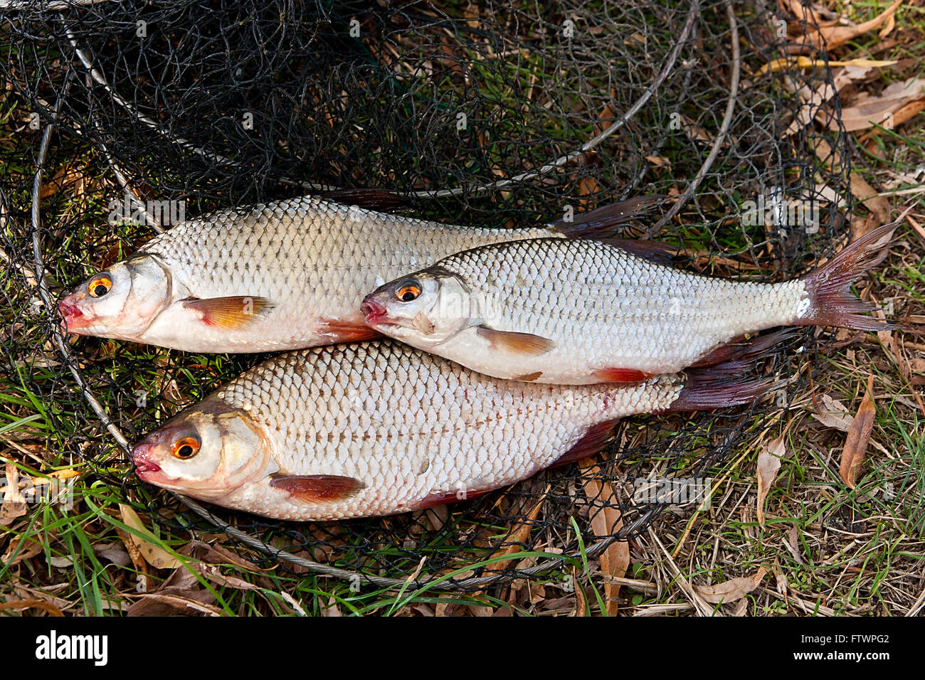 Close up view of the freshwater roach fish just taken from the water ...