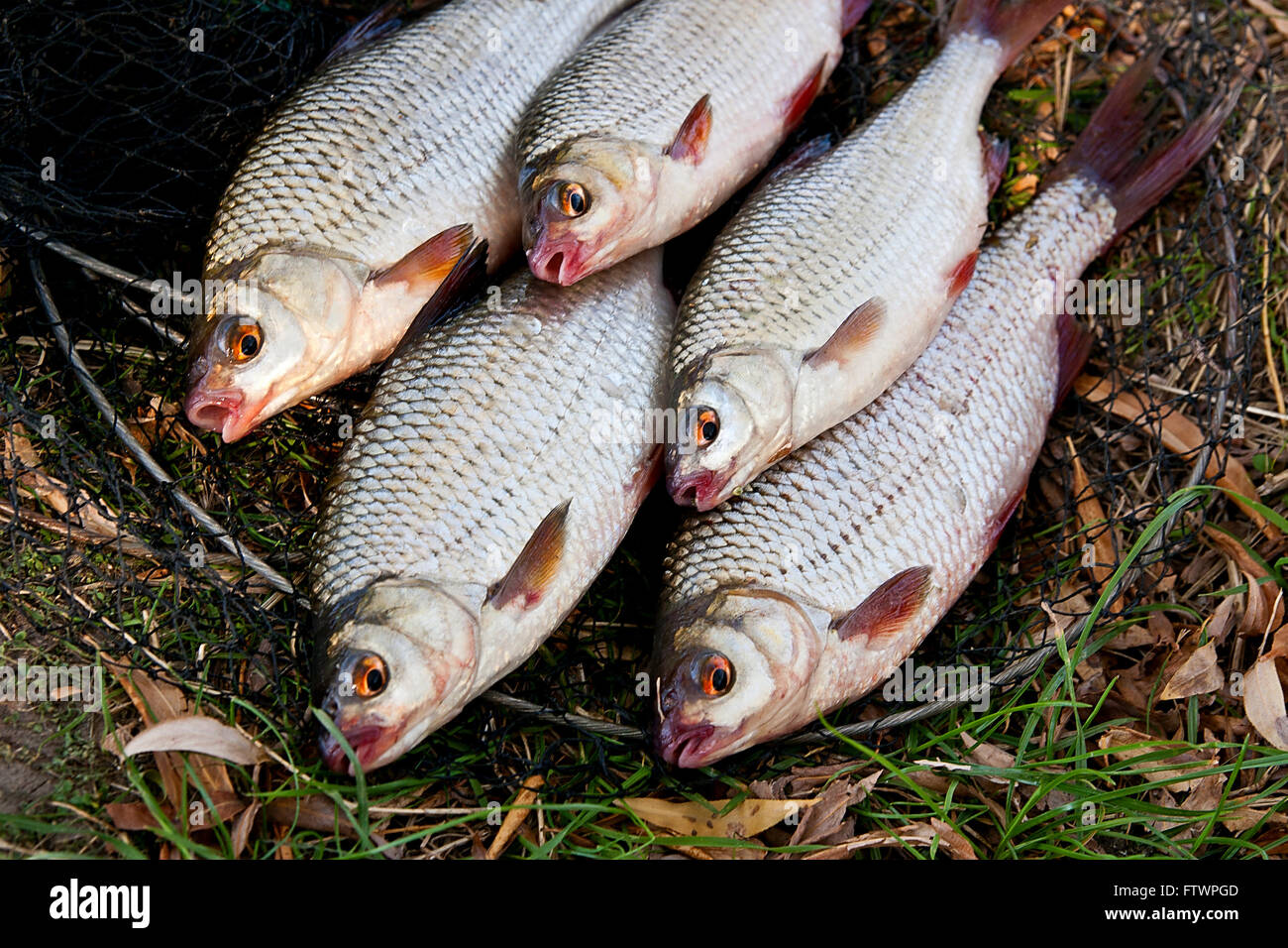 Pile of freshwater roach fish as background. Several of roach fish on ...