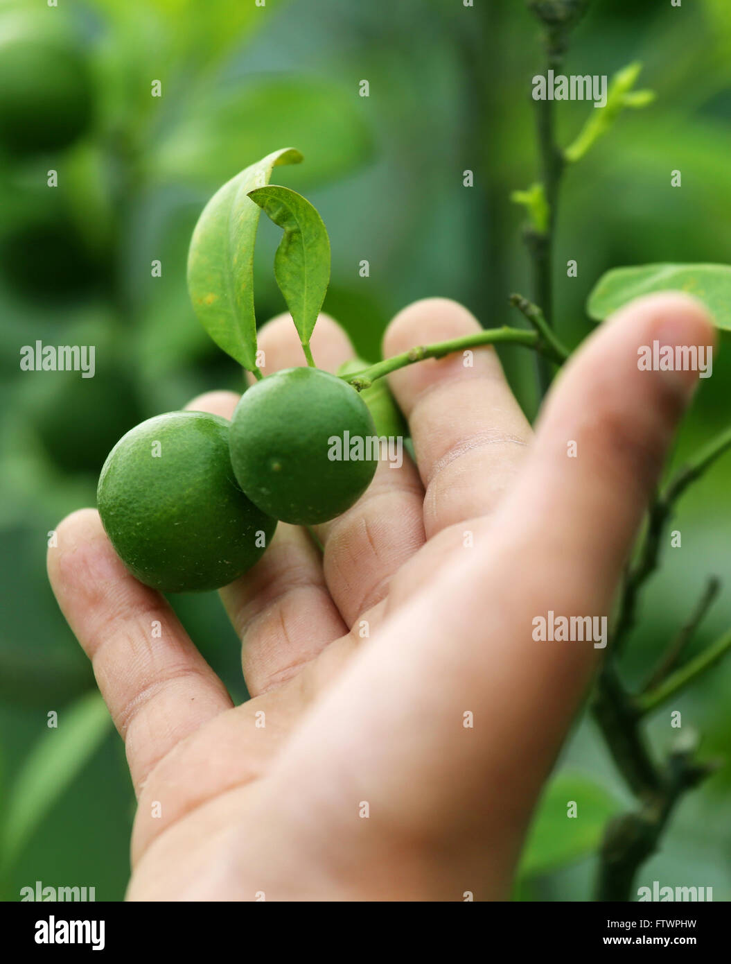 Baby oranges hi-res stock photography and images - Alamy