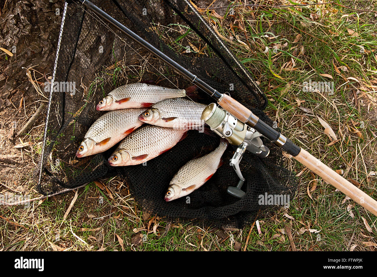 Roach fish freshwater fish just taken from the water. Several roach ...