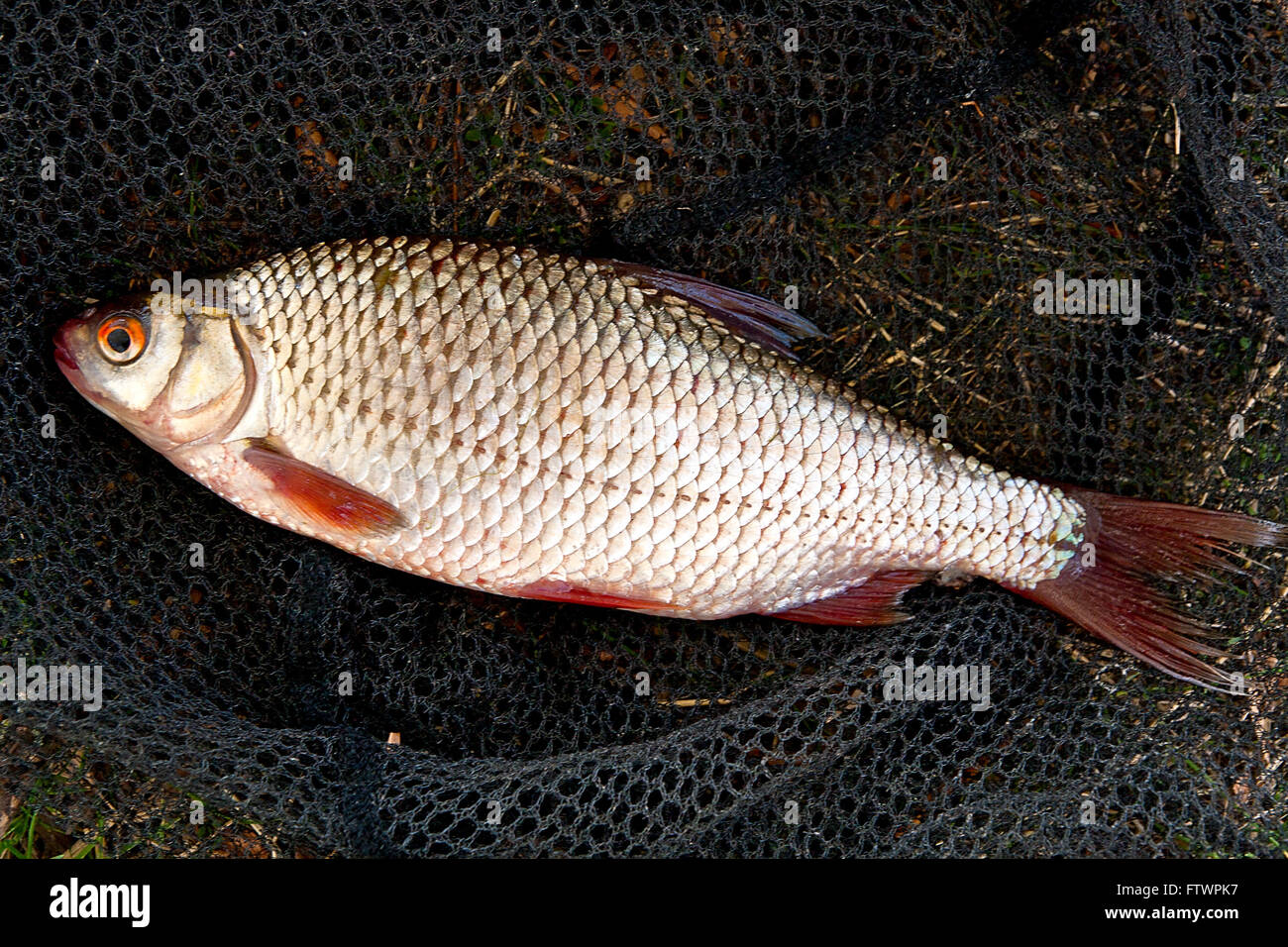 Roach fish hi-res stock photography and images - Alamy