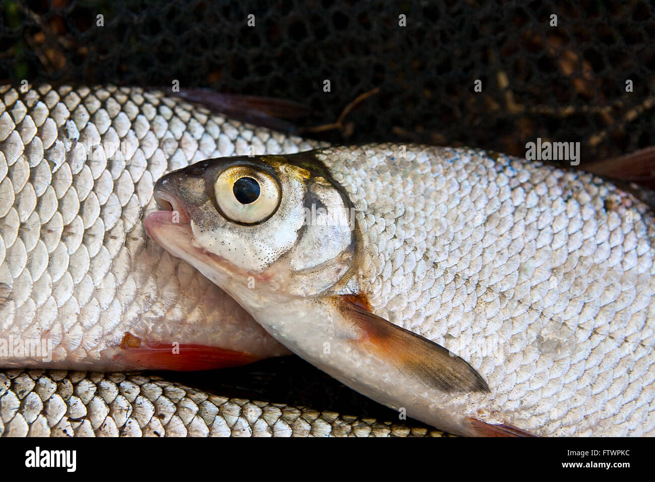 Close up view of the freshwater roach fish just taken from the water ...
