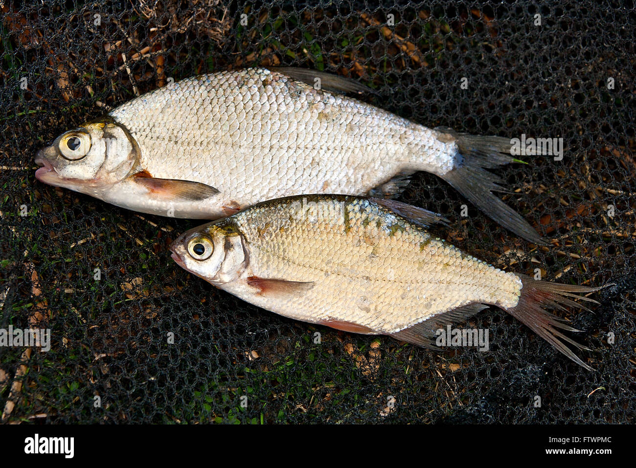 Close up view of the freshwater common bream fish just taken from the ...