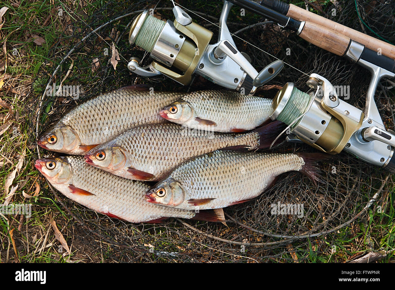 Roach fish and bream freshwater fish just taken from the water. Several ...