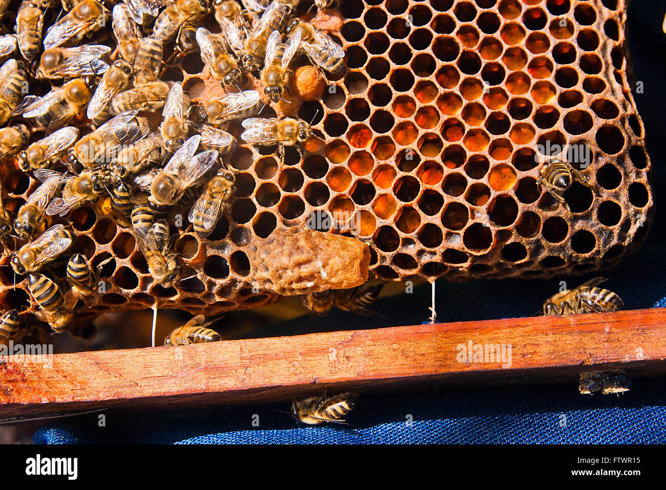 Worker bees and queen hi-res stock photography and images - Alamy