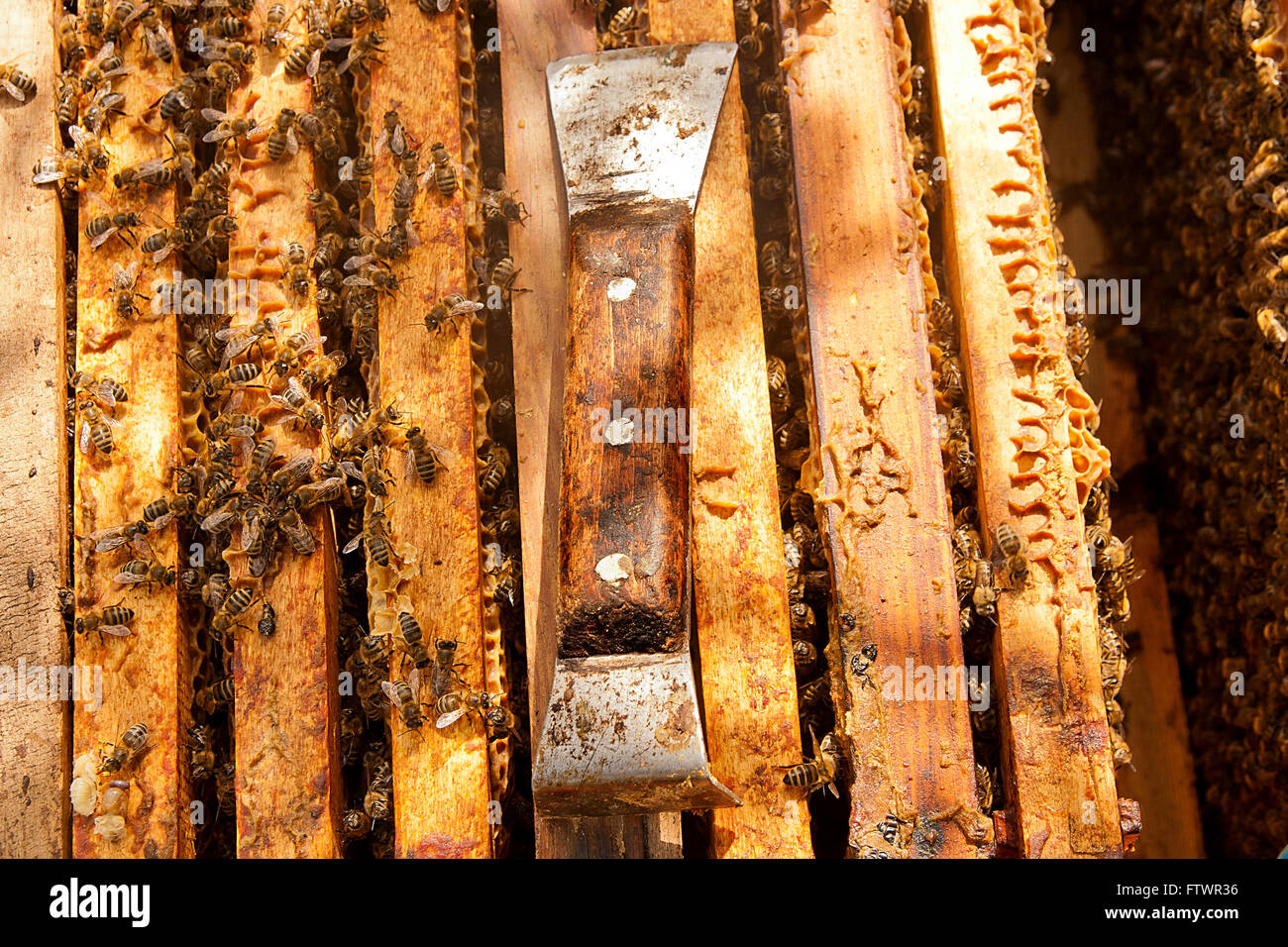 Close up view of the opened hive body showing beekeeper knife on the ...