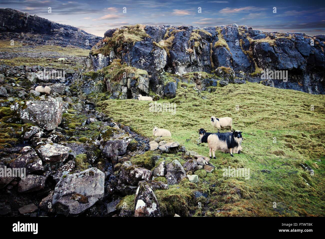 The nature of the Faroe Islands in northern Europe Stock Photo - Alamy