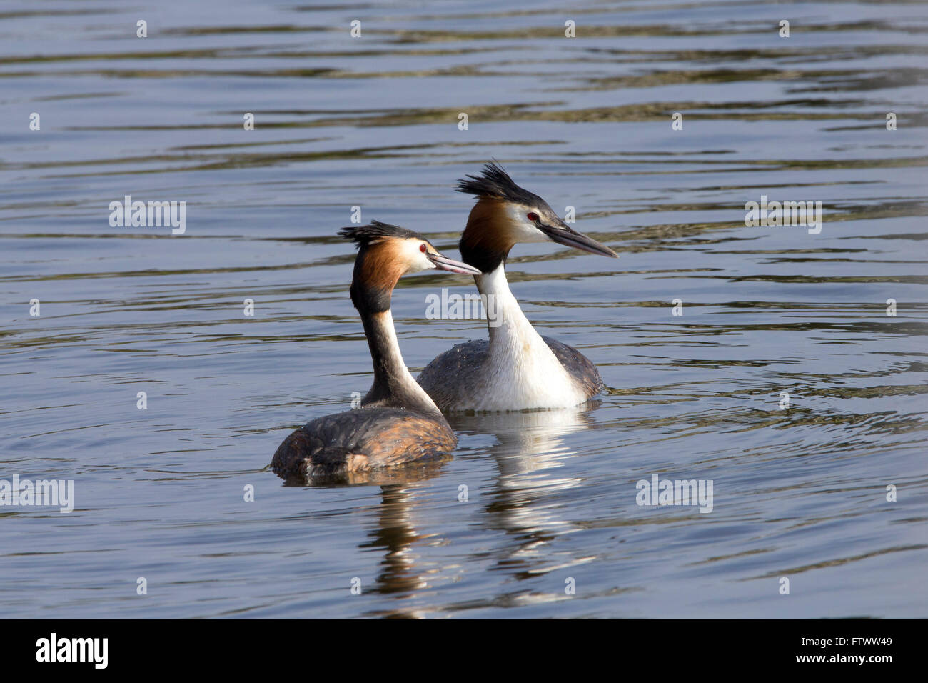 Great crested grebes in courtship display Stock Photo - Alamy