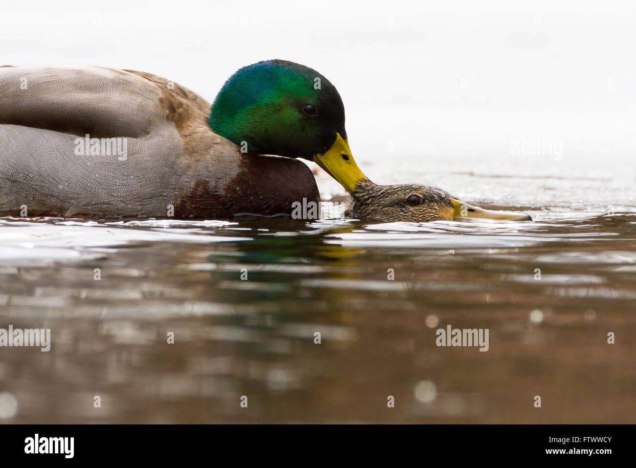 Mallards mating hi-res stock photography and images - Alamy