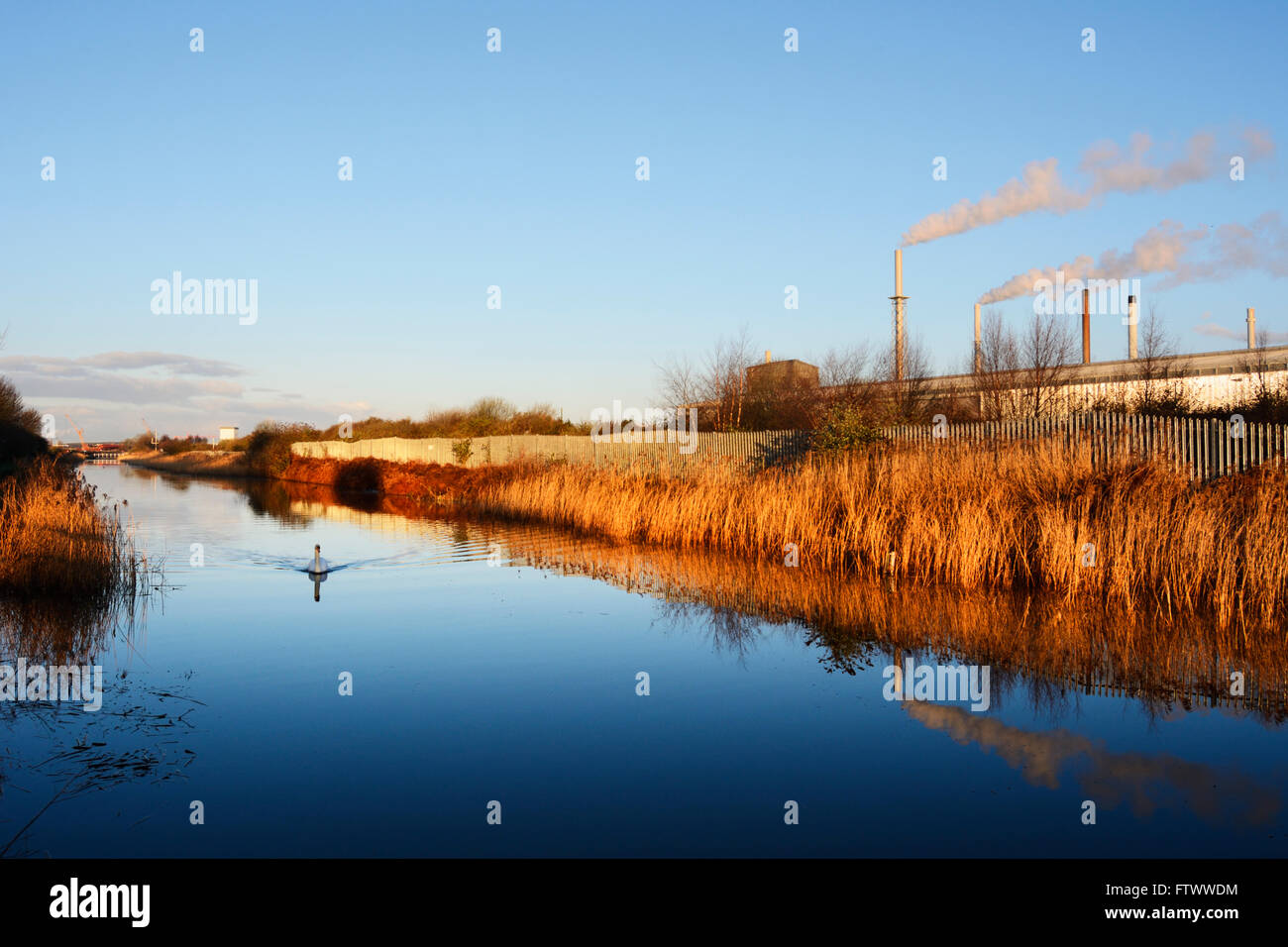 Swan on the Sankey Canal near Widnes Warth Nature Reserve. Part of the ...