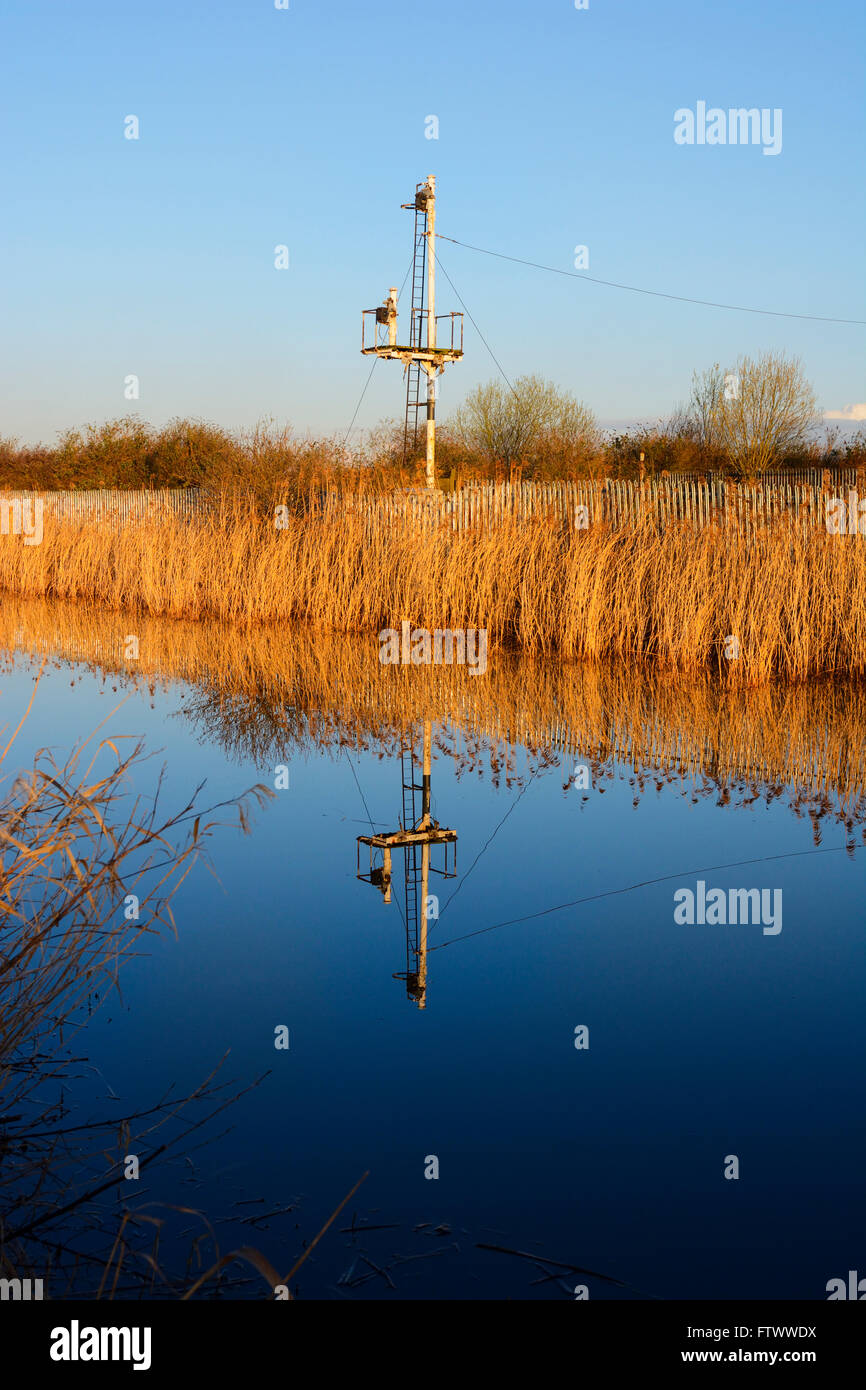 Sankey Canal at dawn showing the reed beds along the banks by Widnes ...