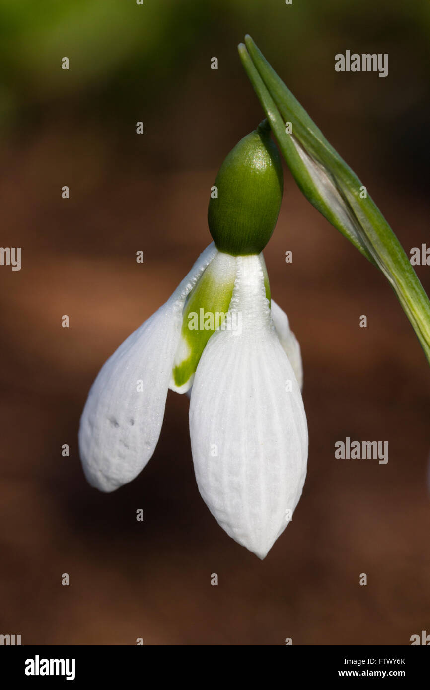 Single flower of the late winter flowering snowdrop, Galanthus 'Martha ...
