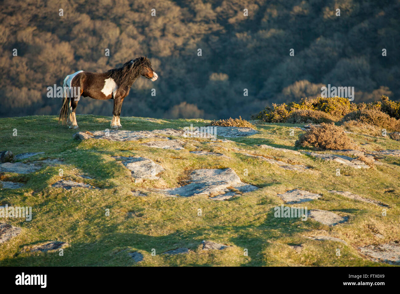 Dartmoor pony at Sharp Tor on a spring evening, Dartmoor National Park ...