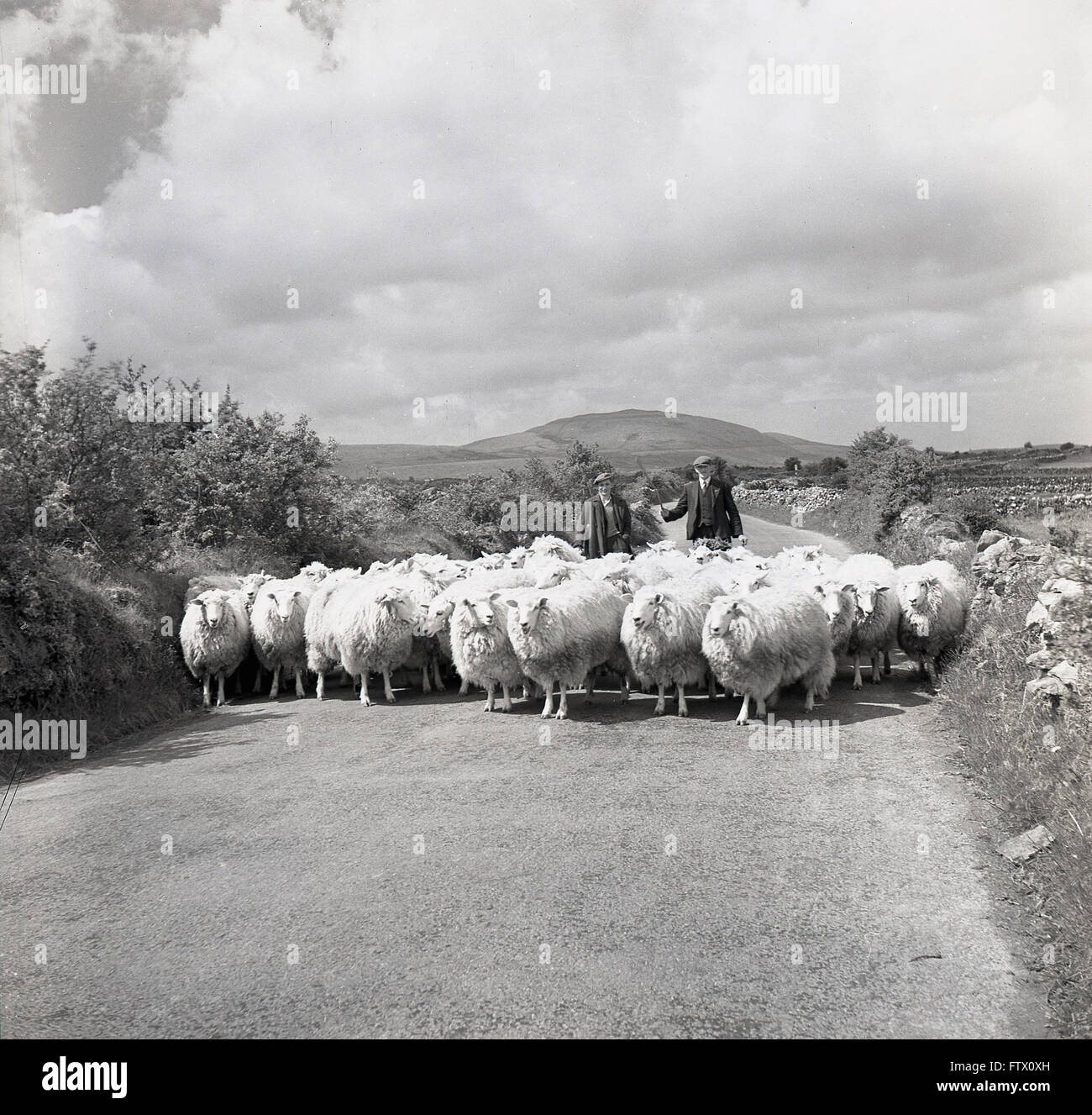 1950s historical, two Irish farmers or shepherds on a country lane in the West of Ireland with ...