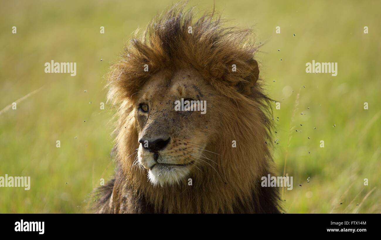 africa male lion wakes up with bad hair Stock Photo - Alamy