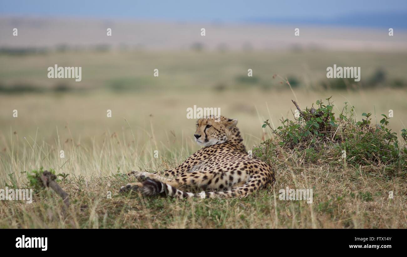 africa cheetah relaxing in the afternoon Stock Photo - Alamy