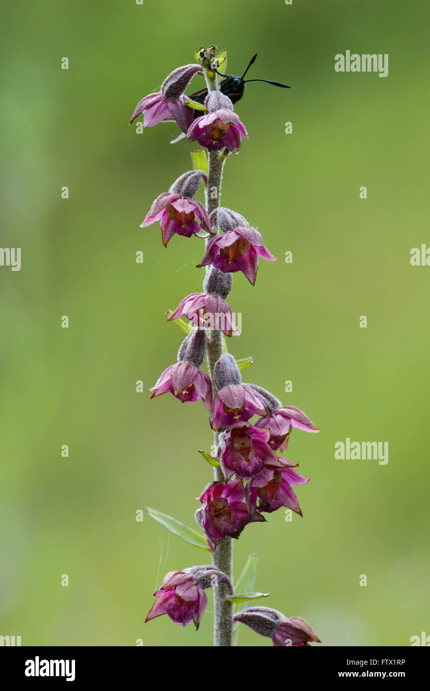 Dark-red helleborine (Epipactis atrorubens), flower detail Stock Photo ...