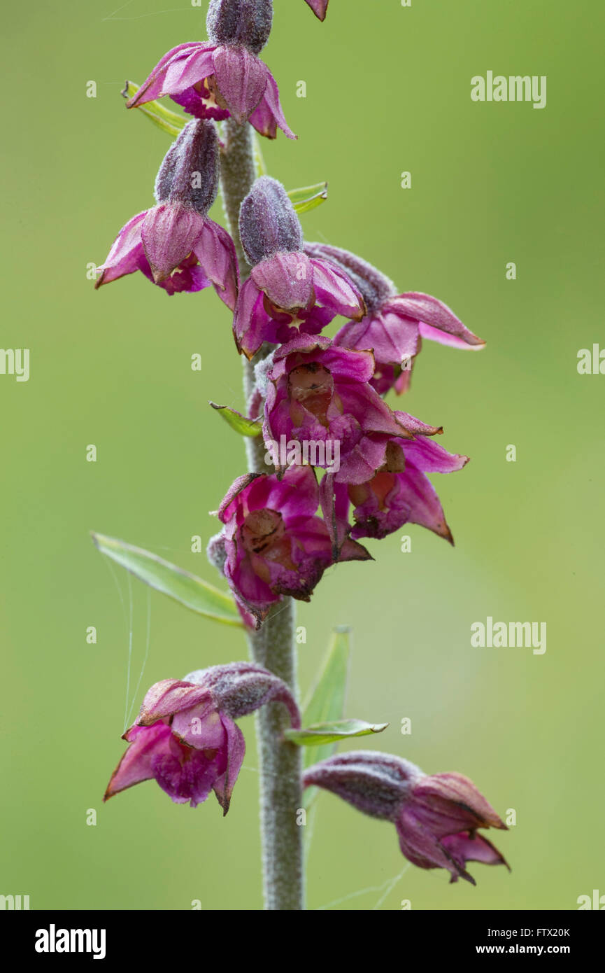 Dark-red helleborine (Epipactis atrorubens), flower detail Stock Photo ...