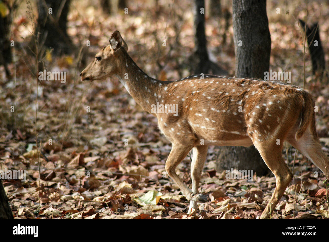 Prominent deer hi-res stock photography and images - Alamy