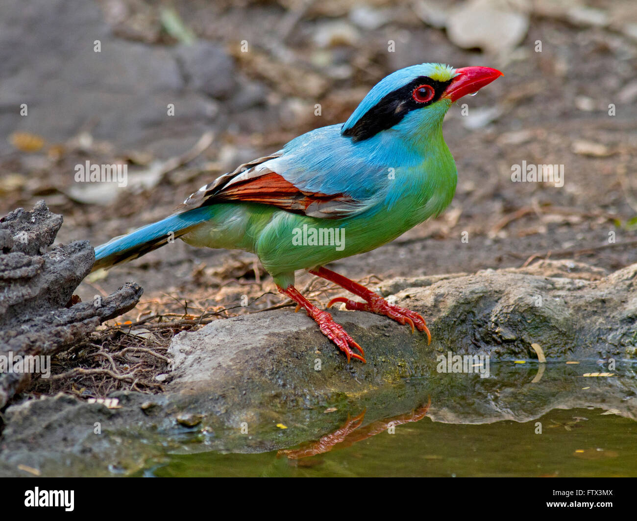 A Common Green Magpie standing by a pool on the forest floor on a very ...