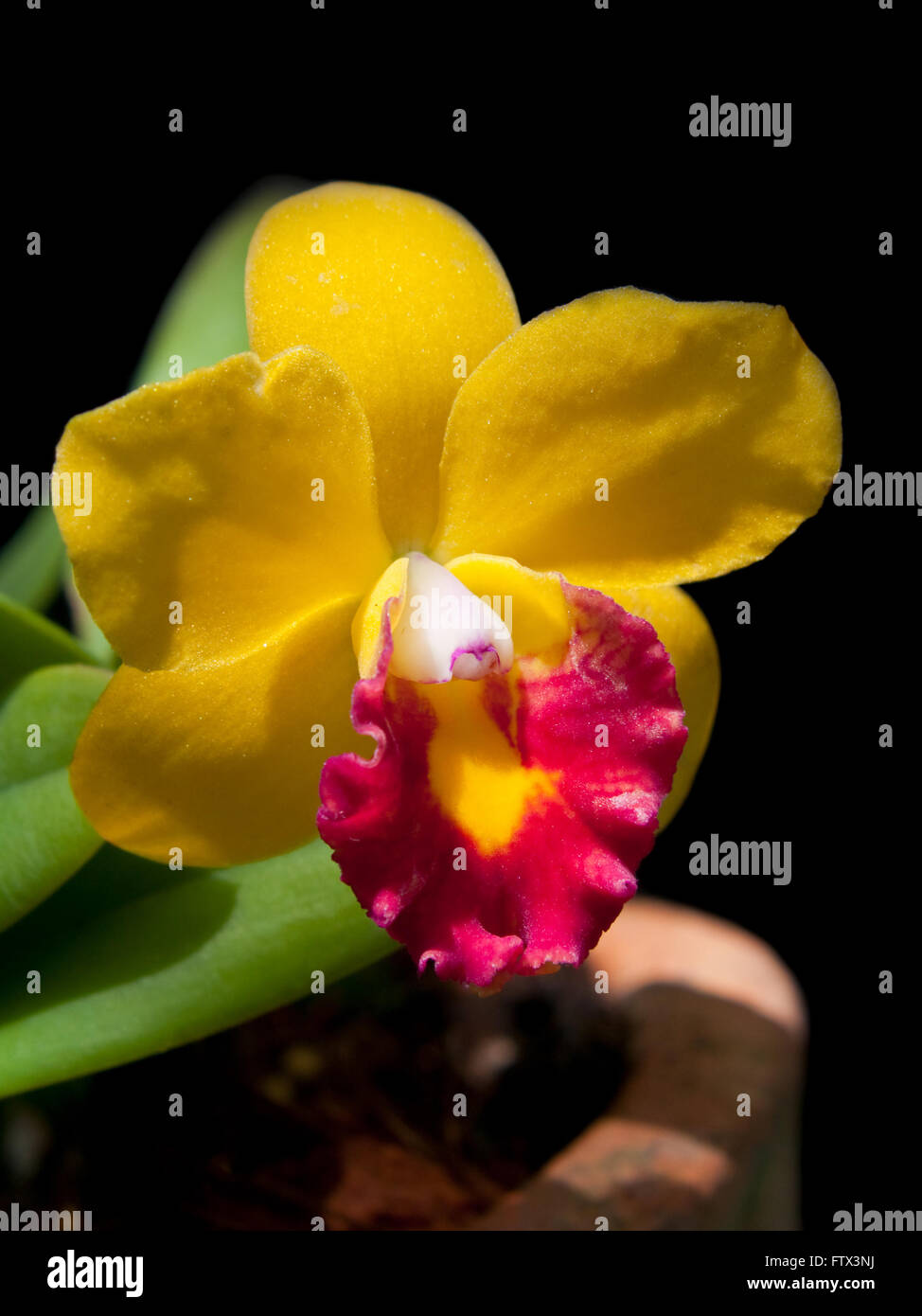 Compact cattleya hi-res stock photography and images - Alamy