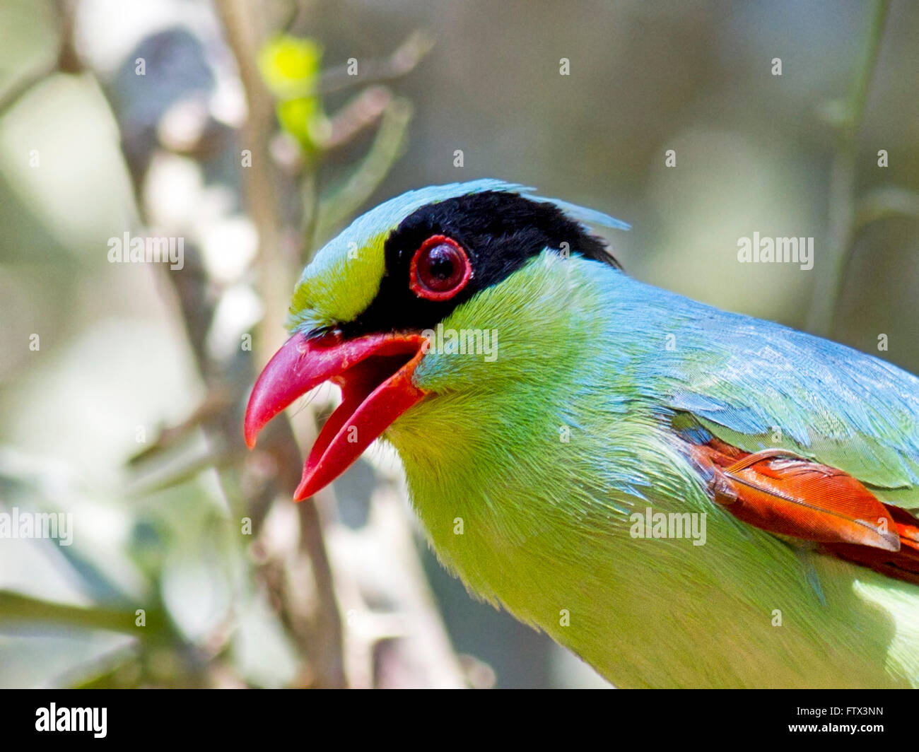 Close-up of a Common Green Magpie on a hot day in the forest in ...