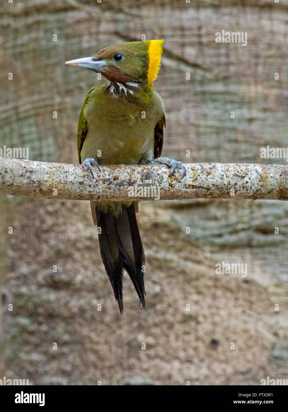 Yellownape woodpecker hi-res stock photography and images - Alamy