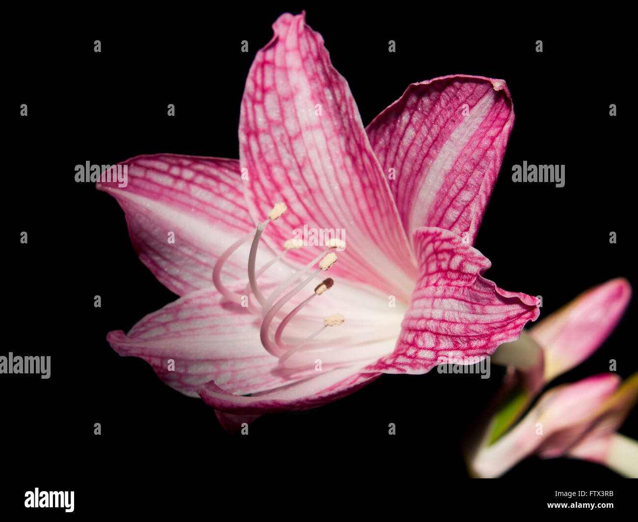 Star lily hi-res stock photography and images - Alamy