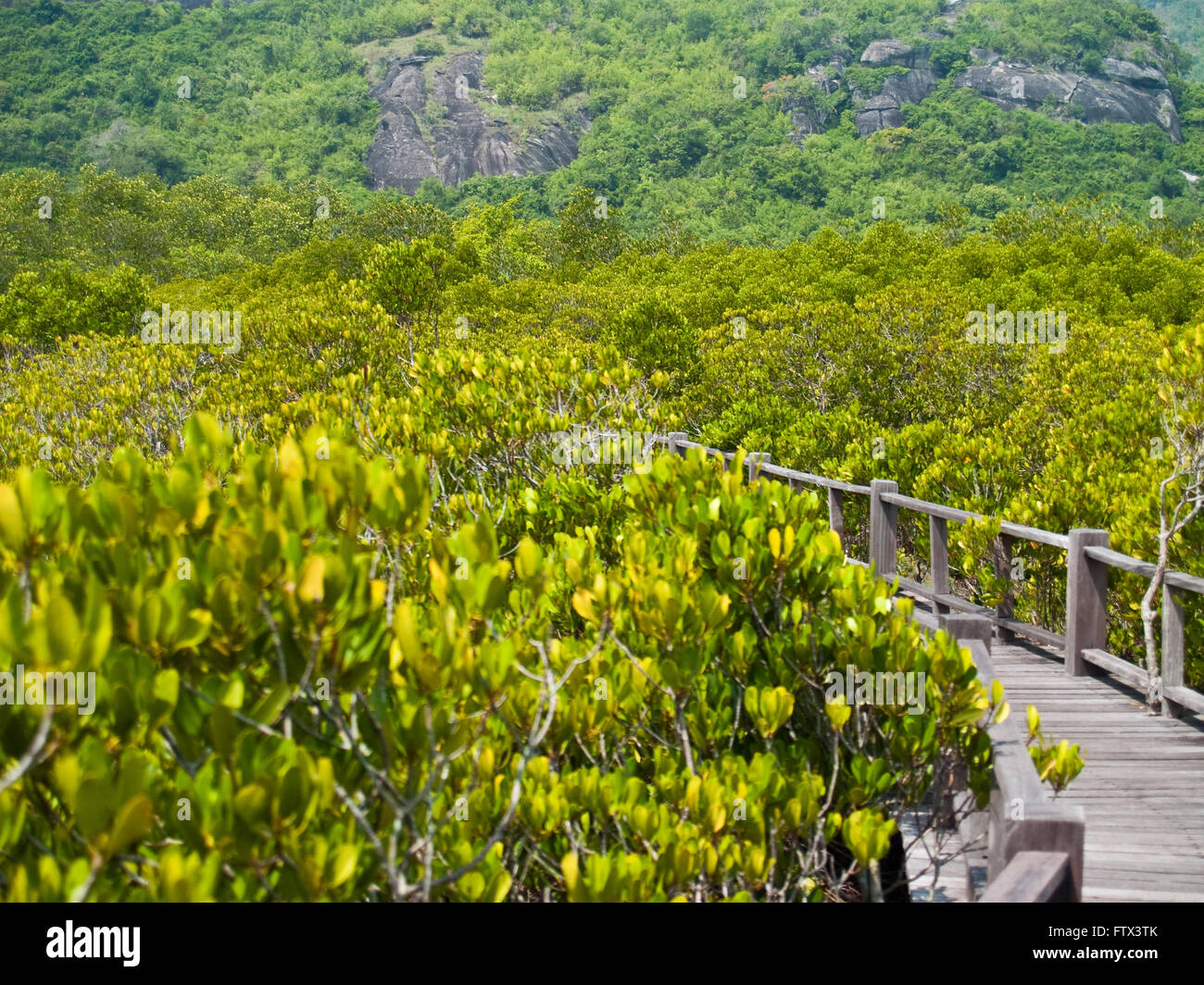 Mangrove boardwalk hi-res stock photography and images - Alamy