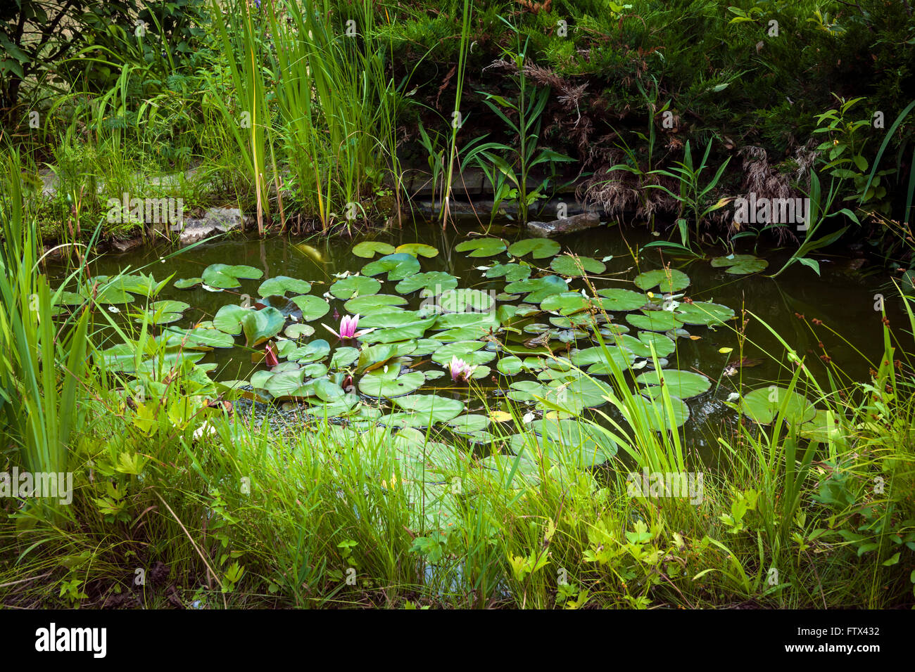 Small pond as part of landscaping with aquatic plants and water lilies ...