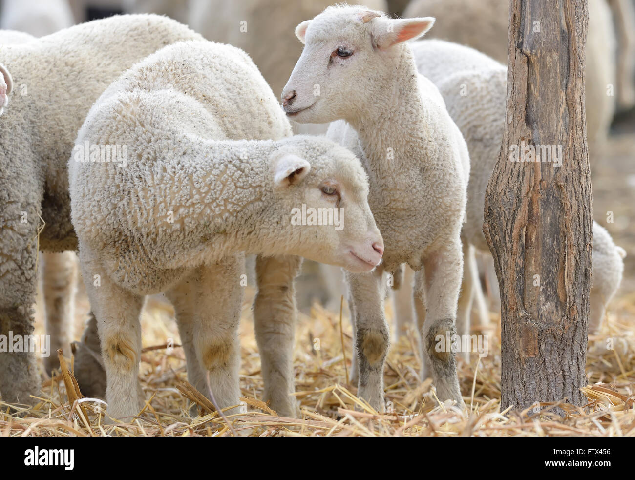 newborn lambs on the farm in spring time Stock Photo - Alamy