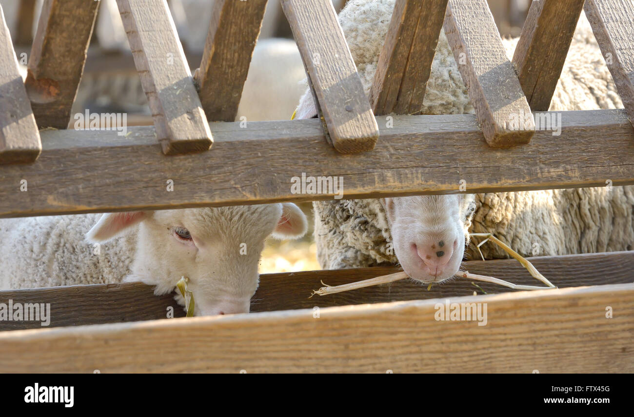 Farm time hi-res stock photography and images - Alamy