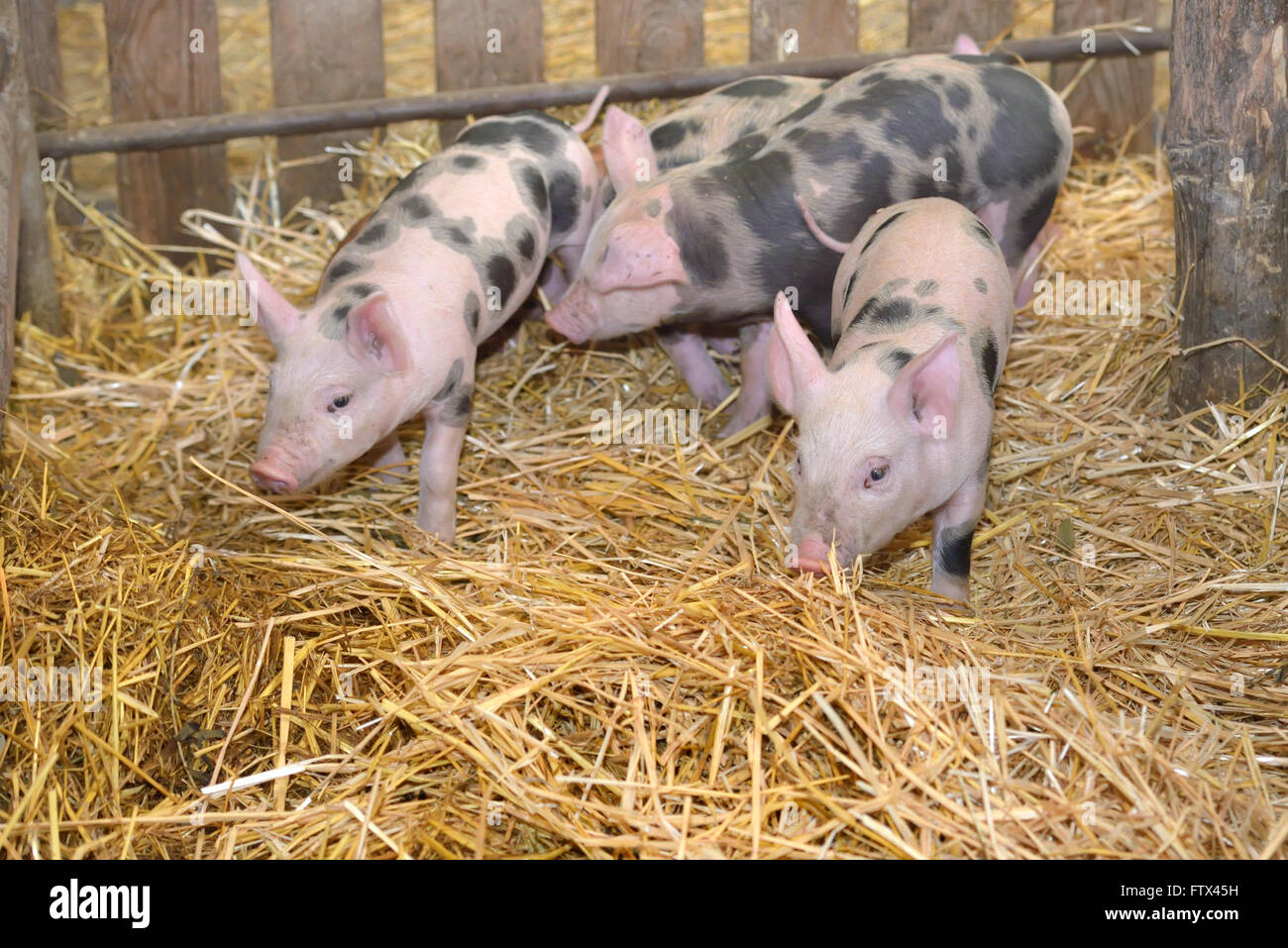 Little pork hi-res stock photography and images - Alamy