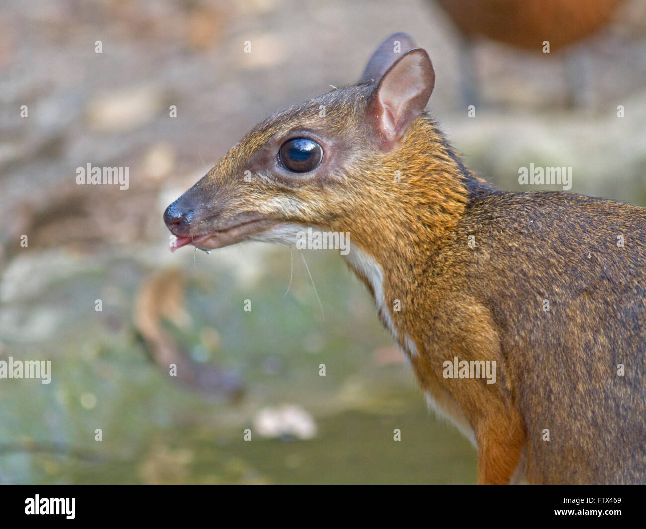 Chevrotain Teeth