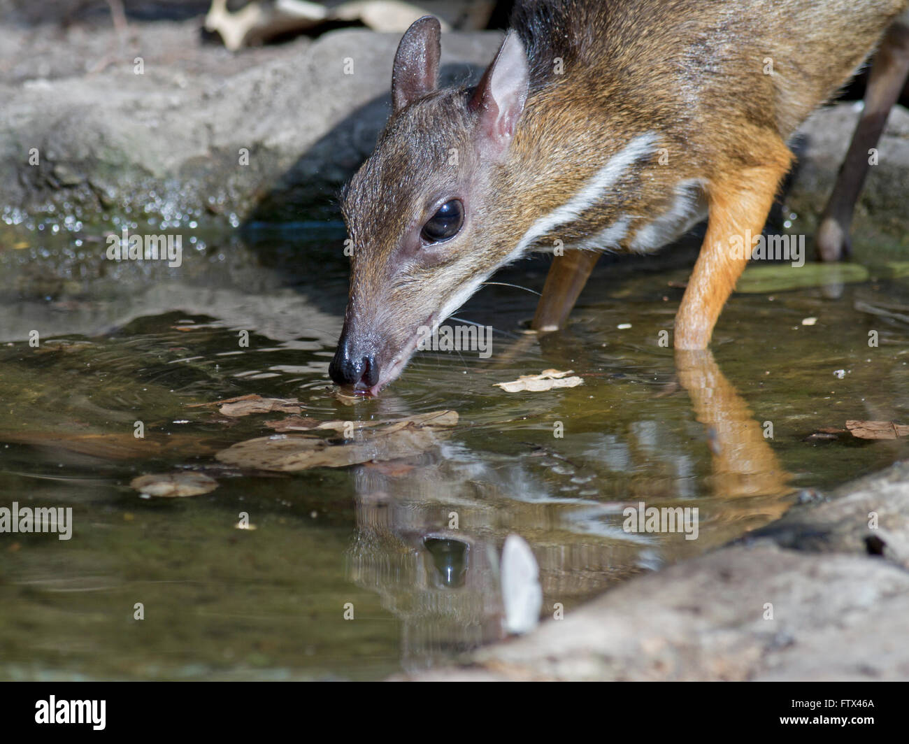 A timid Lesser Mouse Deer drinking at a small pool in the forest in ...