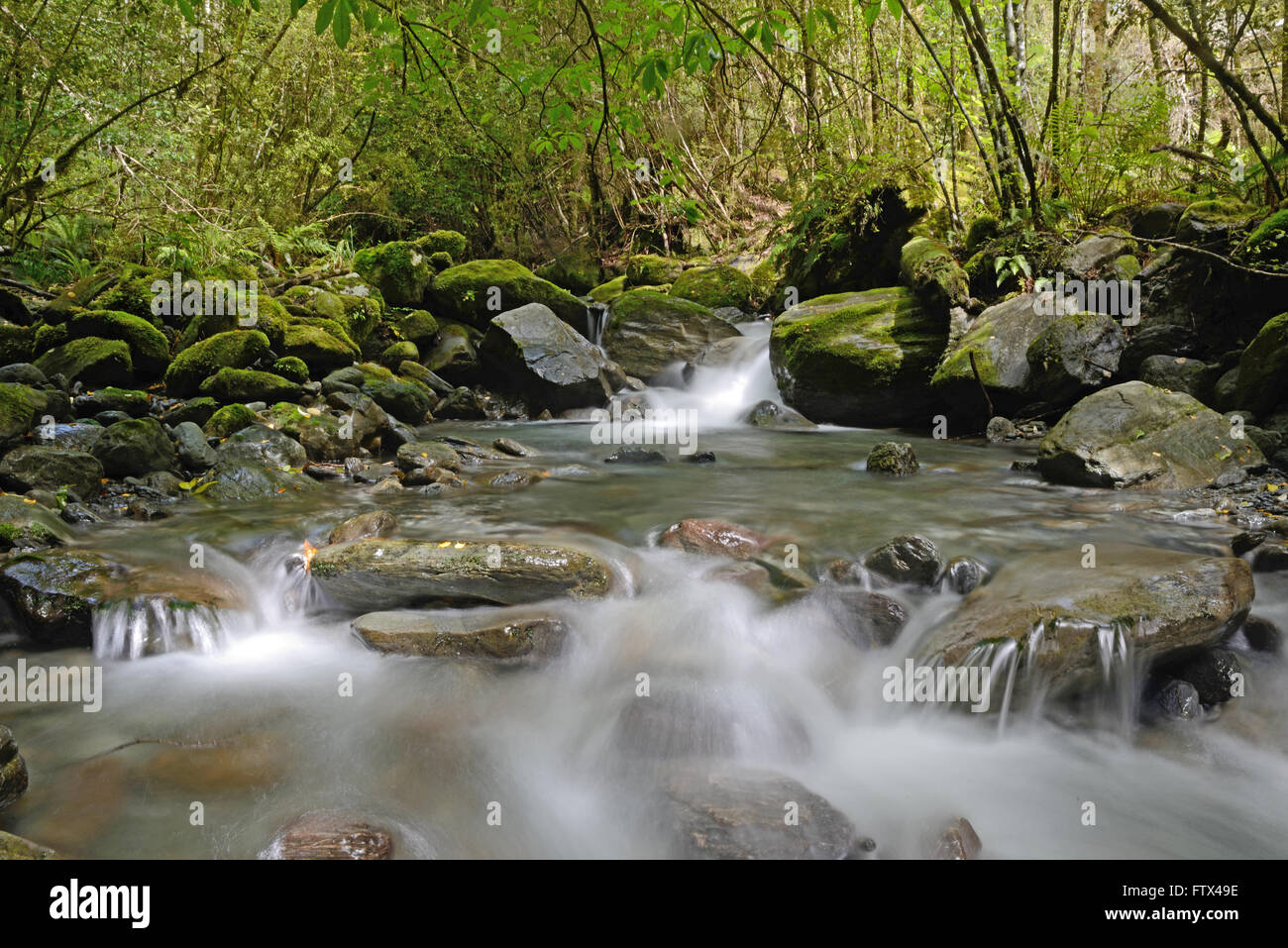 A New Zealand stream flows through a patch of native forest in Westland ...