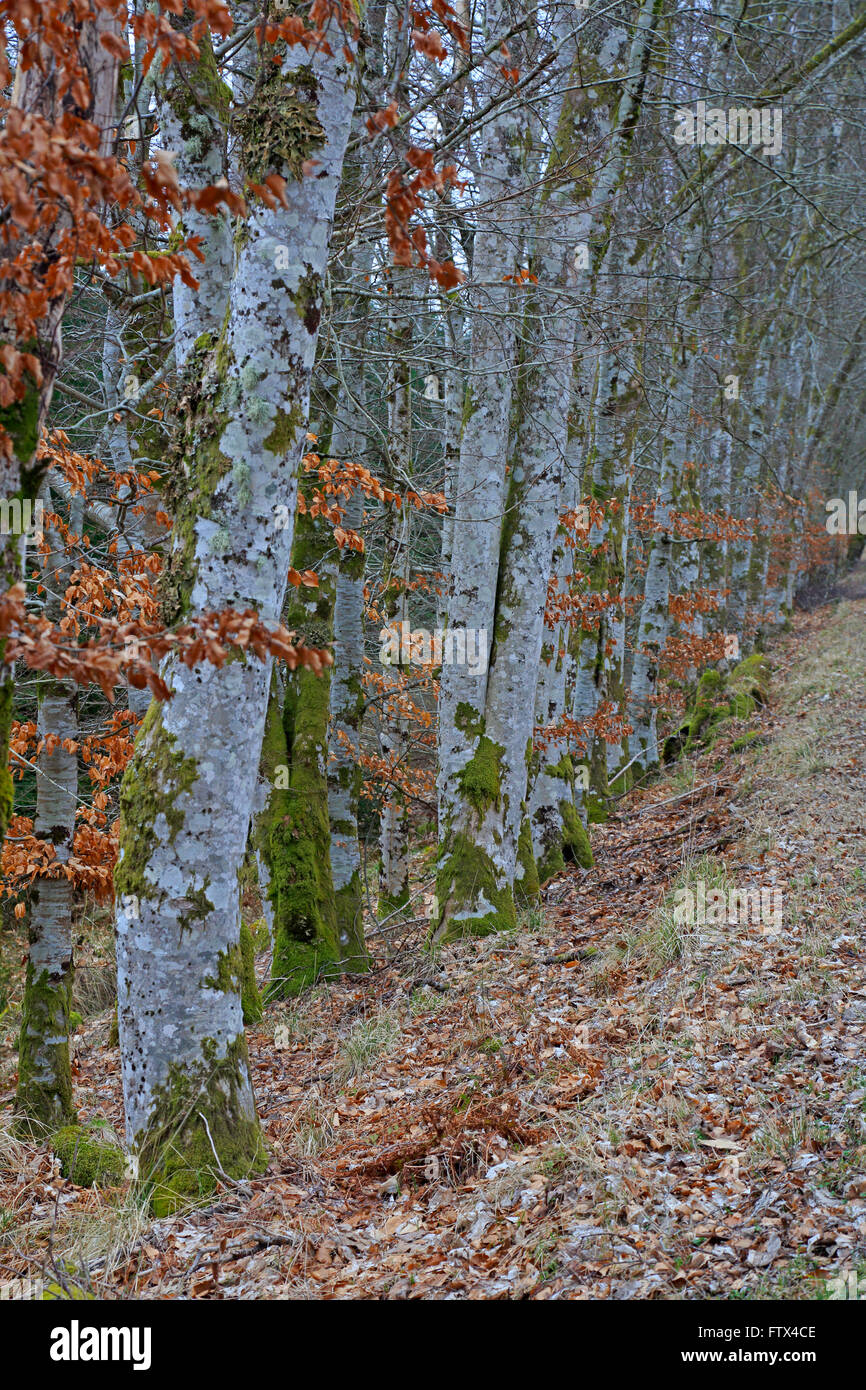 Row of young beech trees in the winter Stock Photo - Alamy