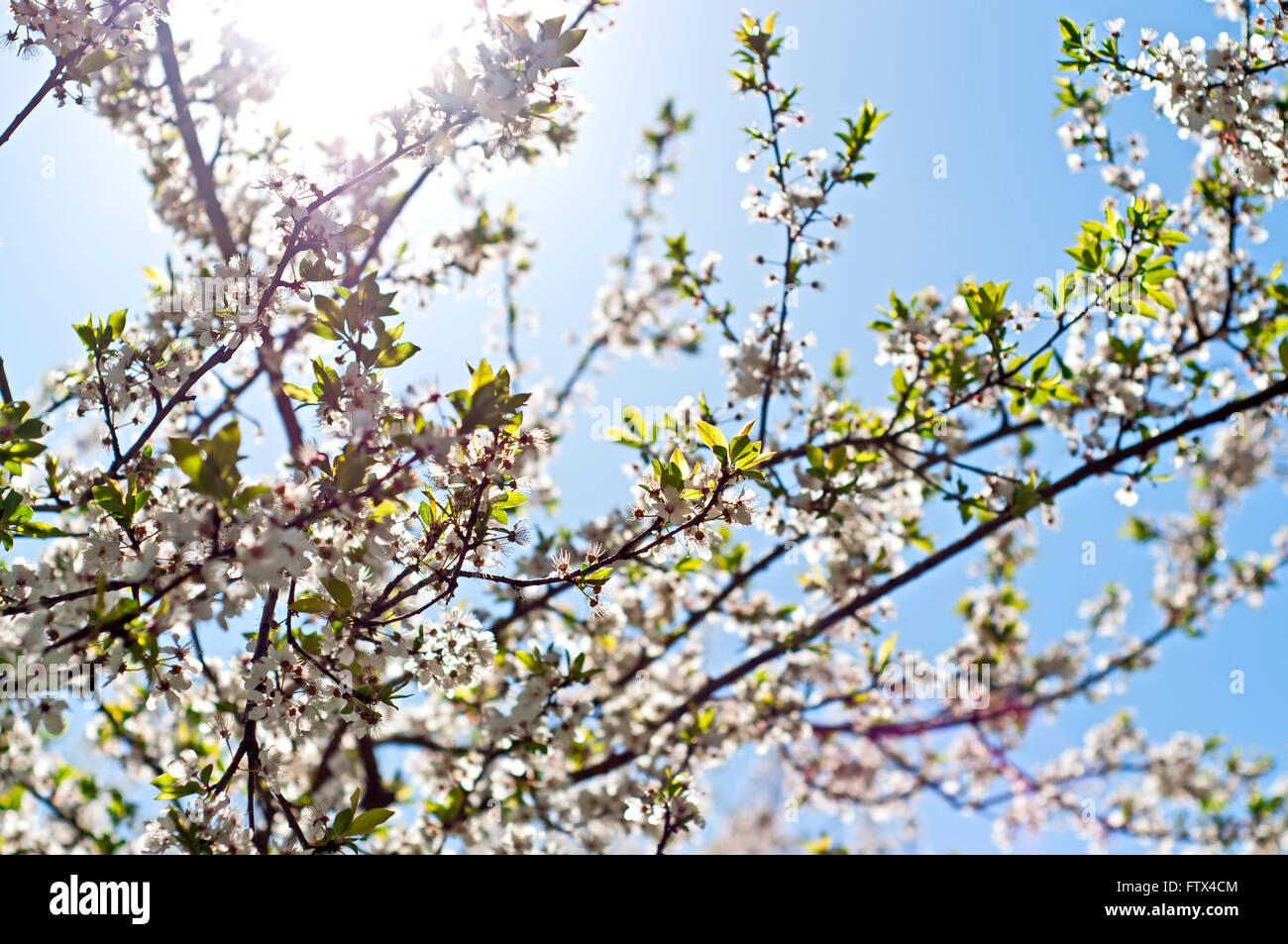 Blooming Cherry Tree Stock Photo - Alamy