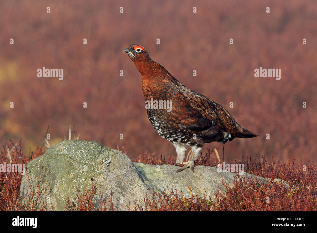 Male Red Grouse on a rock Stock Photo - Alamy