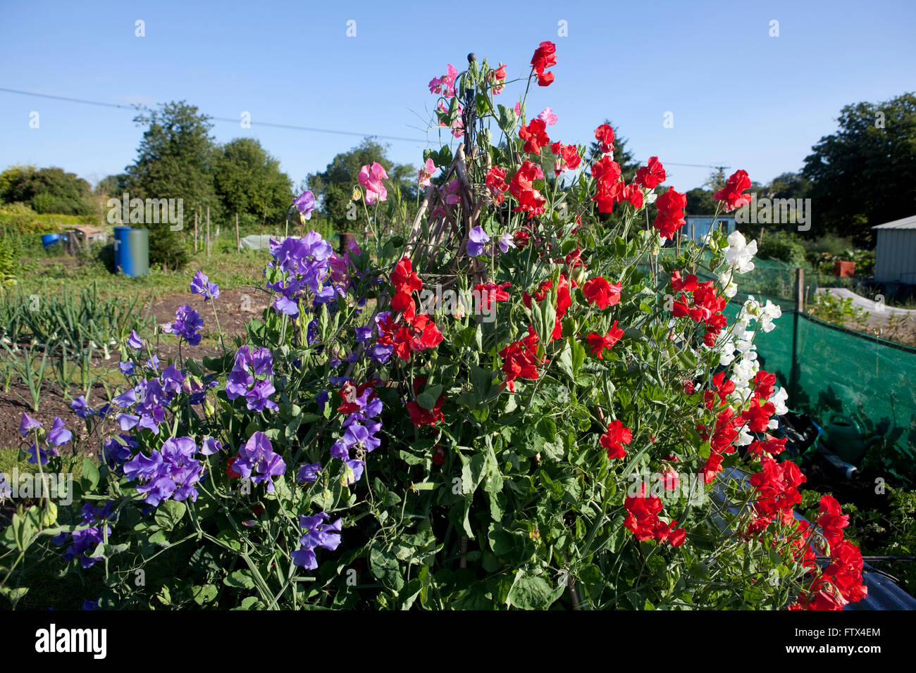 Deeply coloured and flamboyant blooms of the sweet pea grown on a ...
