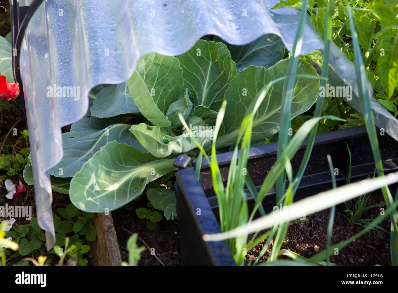 Brassicas, cabbage plants growing under protection and cover of a ...