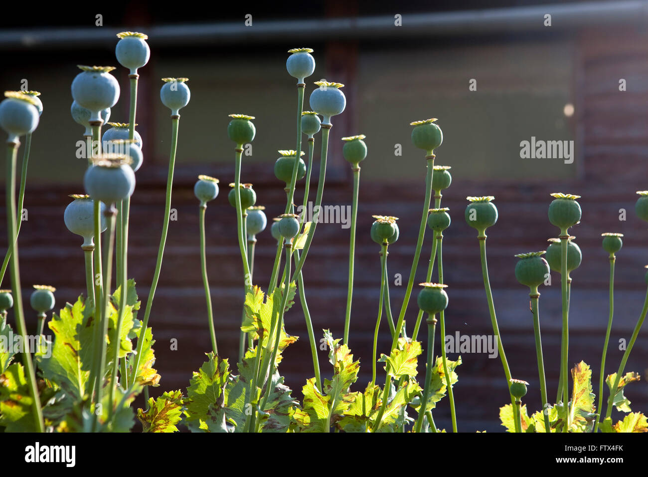The seed heads of large poppy plants standing tall against a shed on an ...
