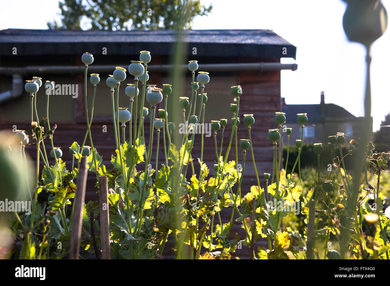 The seed heads of large poppy plants standing tall against a shed on an ...