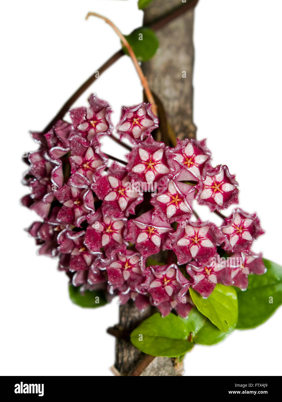 Hoya pubicalyx red corona blooming on white background Stock Photo - Alamy