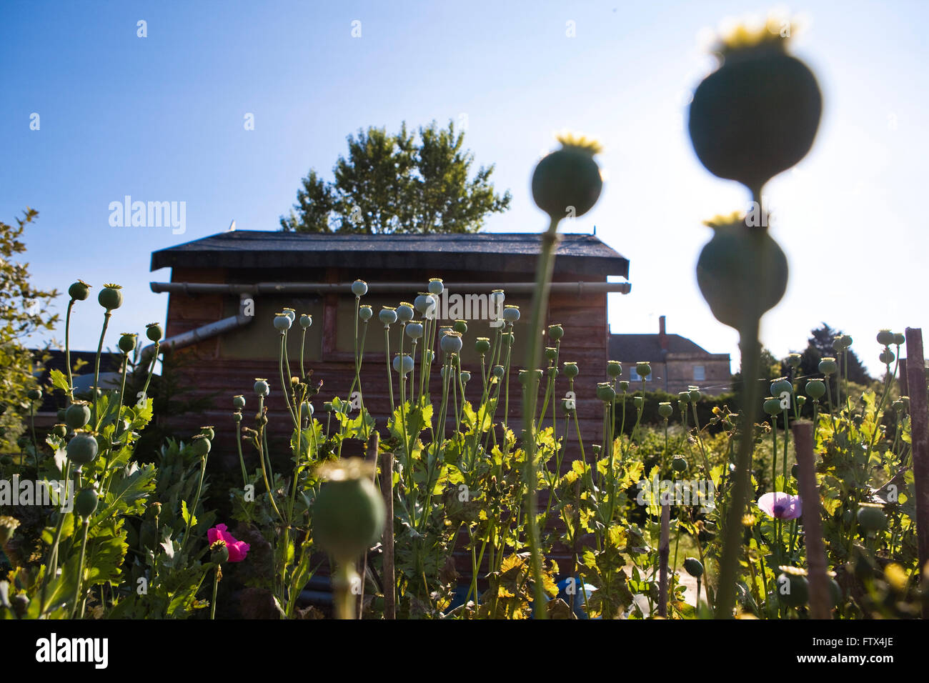 The seed heads of large poppy plants standing tall against a shed on an ...