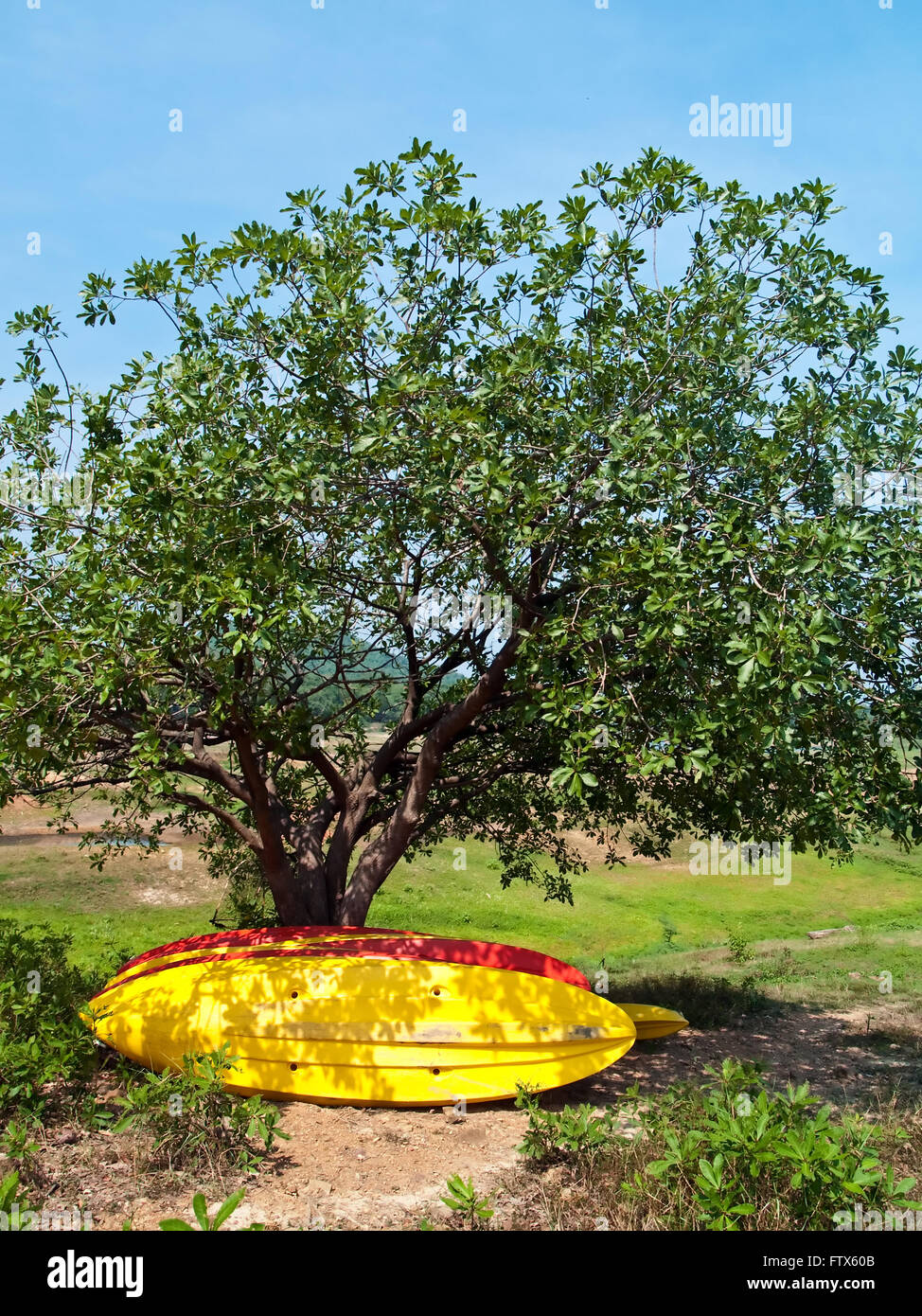 Canoe tree hi-res stock photography and images - Alamy