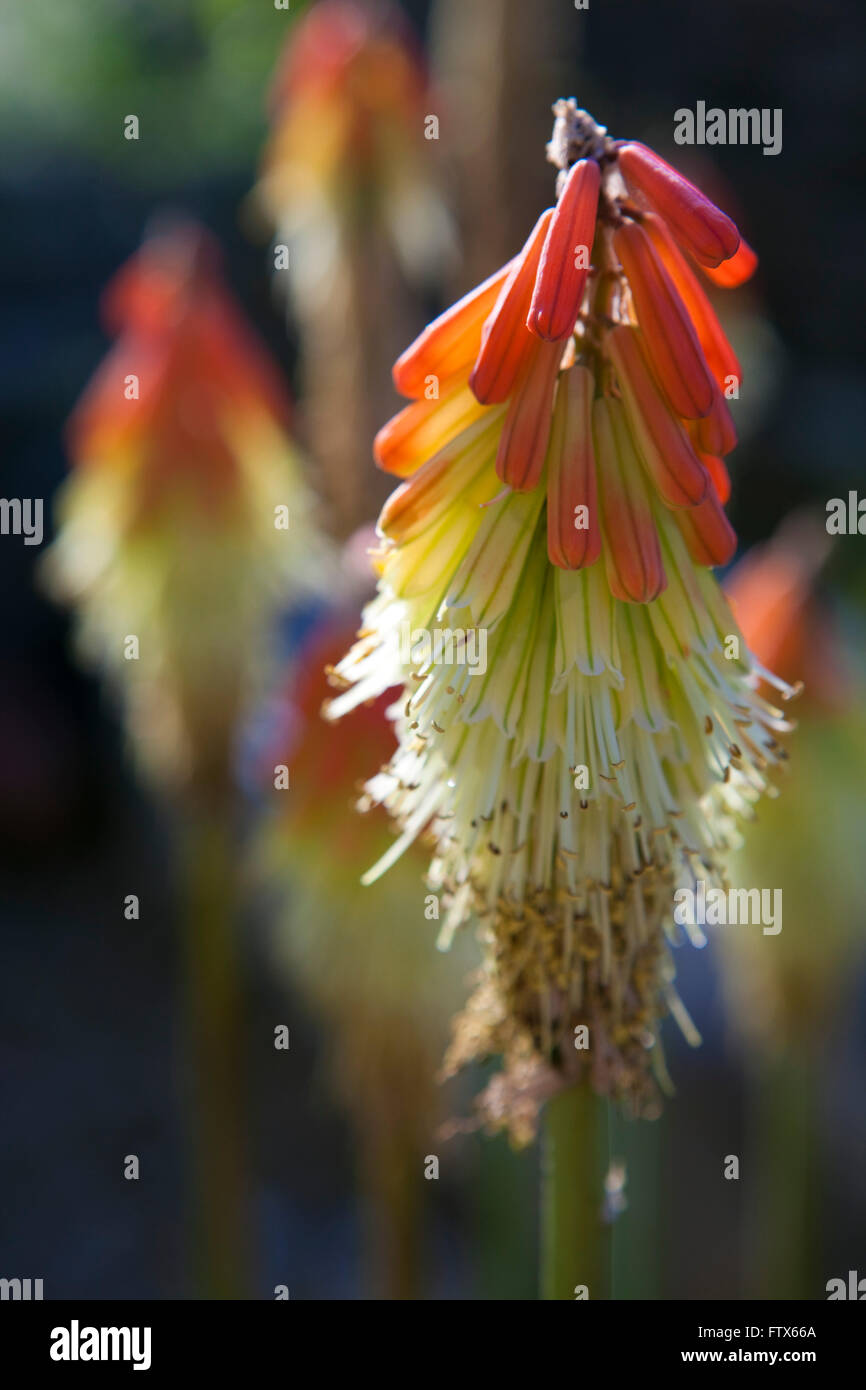 Torch like shape hi-res stock photography and images - Alamy