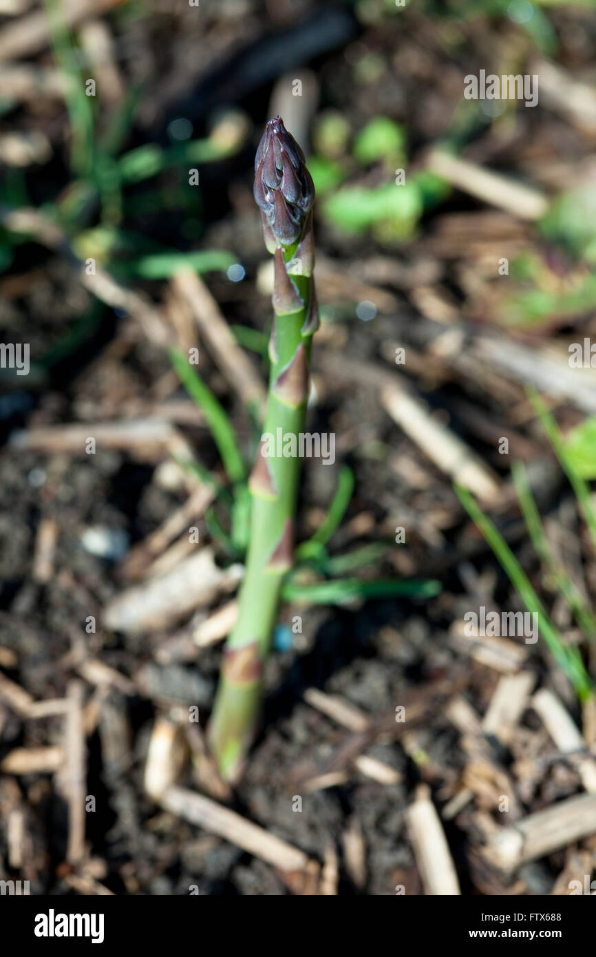 Asparagus crown hi-res stock photography and images - Alamy
