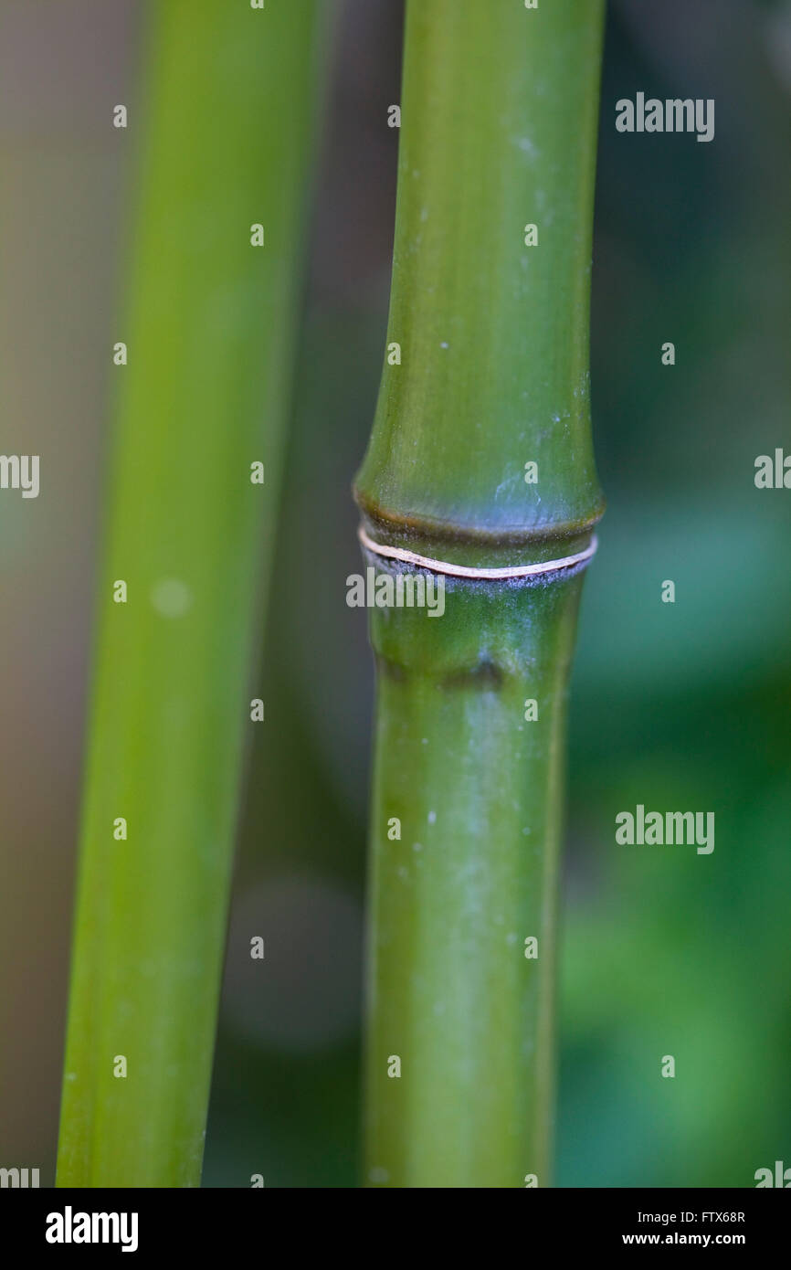 Detail of the stem of the black bamboo Phyllostachys Nigra shwoing the ...