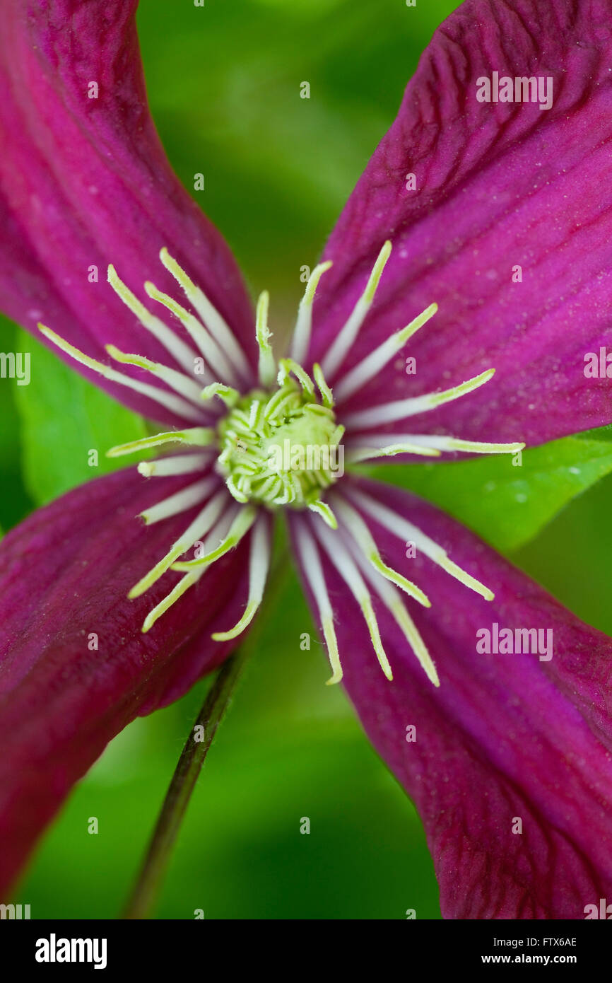 A very large single bloom or flower of a deep red or crimson clematis ...